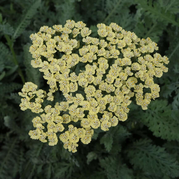 Schafgarbe - Achillea millefolium 'Anthea' - gelb