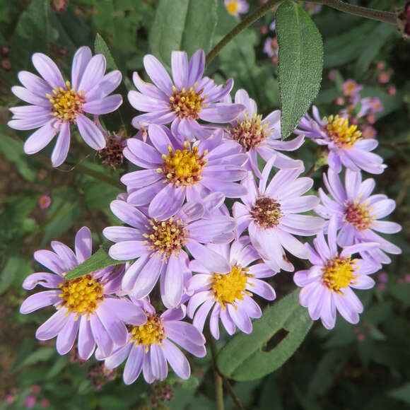 Aster - Aster ageratoides 'Harry Schmidt'
