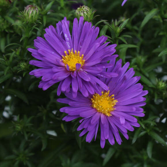 Kissenaster - Aster dumosus 'Island Samoa' - purpur