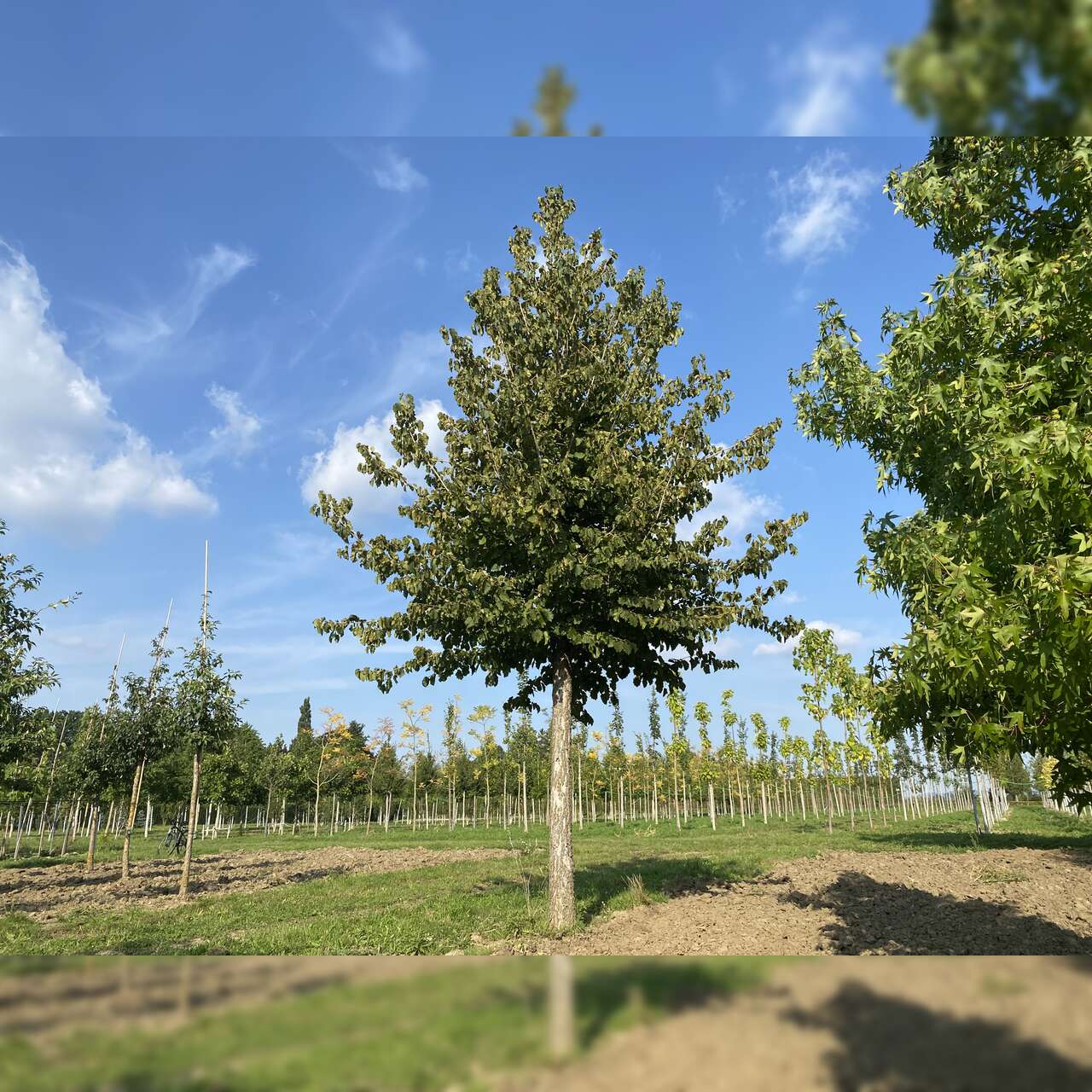 Baumhasel - Corylus colurna - Solitärbaum Growing Art Collection® - gelb