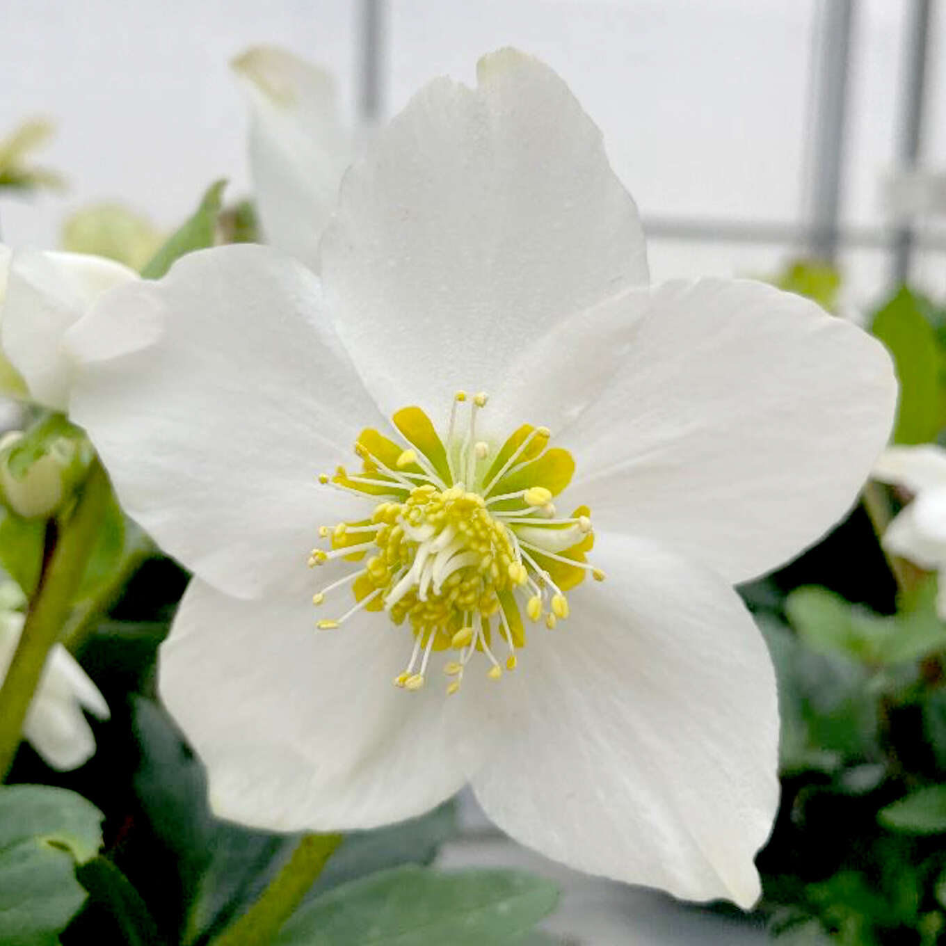 Schneerose - Helleborus niger 'Fina' - weiß