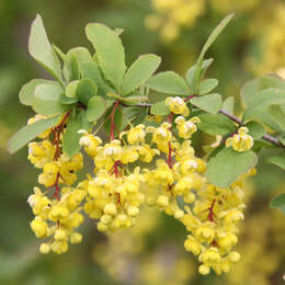 Zwerg-Blutberberitze - Berberis thunbergii 'Atropurpurea Nana' - gelb