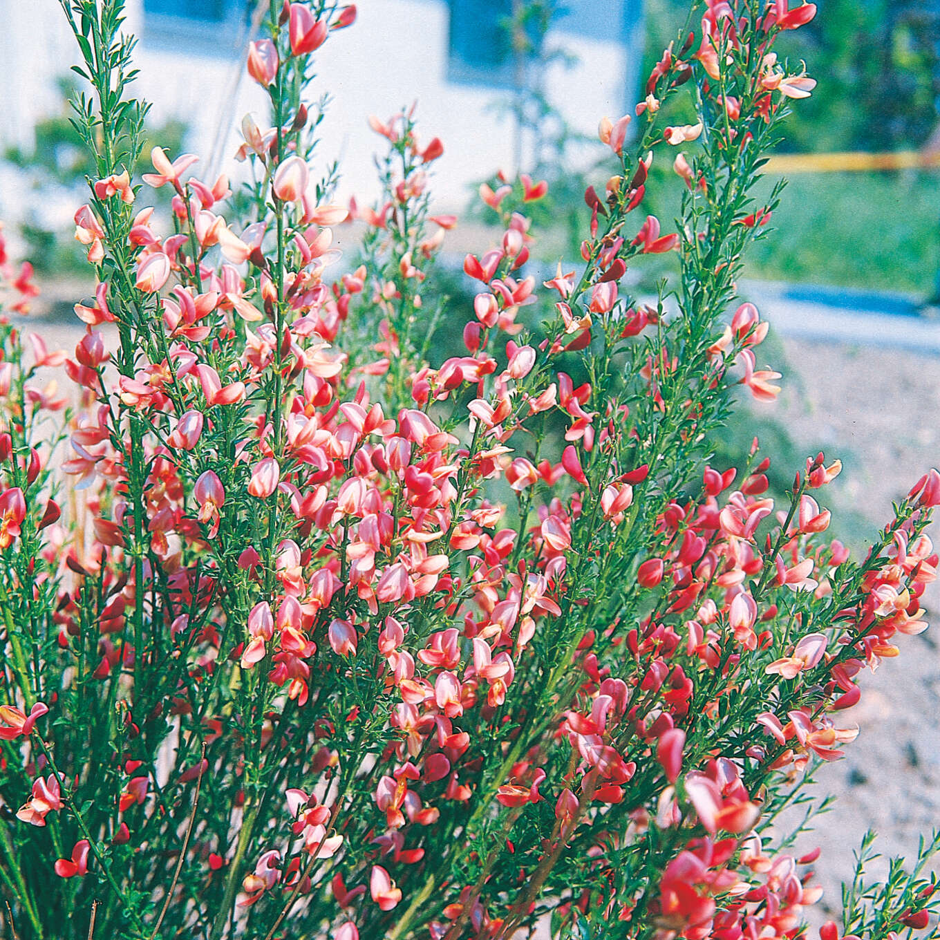 Ginster - Cytisus 'Roter Favorit' - rot