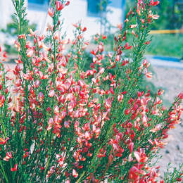 Kriechginster - Cytisus decumbens - gelb