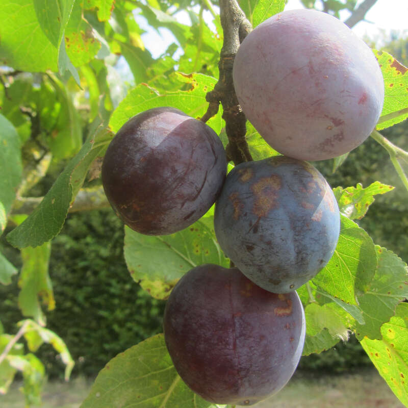 Zwetschke - Prunus domestica 'Mariazeller Hauszwetschke'