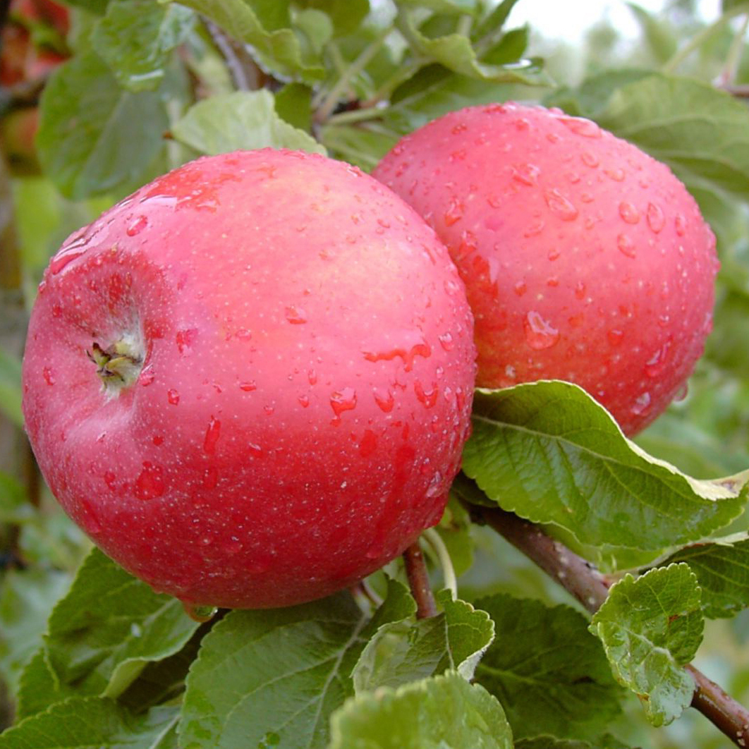 Sommerapfel - Malus domestica 'Stark Earliest' - weiß