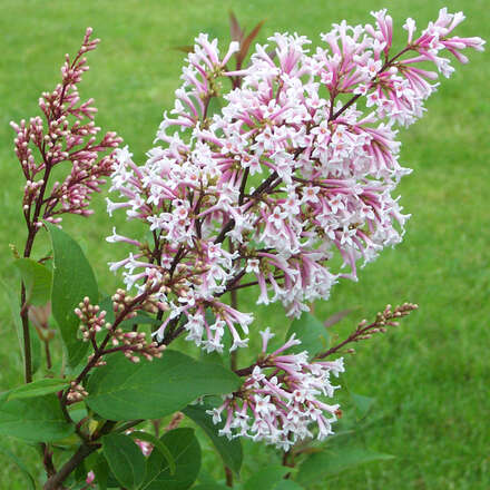 Juniflieder - Syringa tomentella - lila