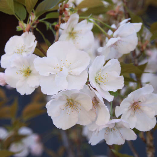 Japanische Blütenkirsche - Prunus serrulata 'Asano' - lila