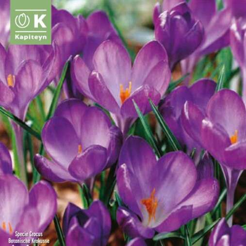 Krokus botanisch - Crocus tommasinianus 'Ruby Giant' - lila