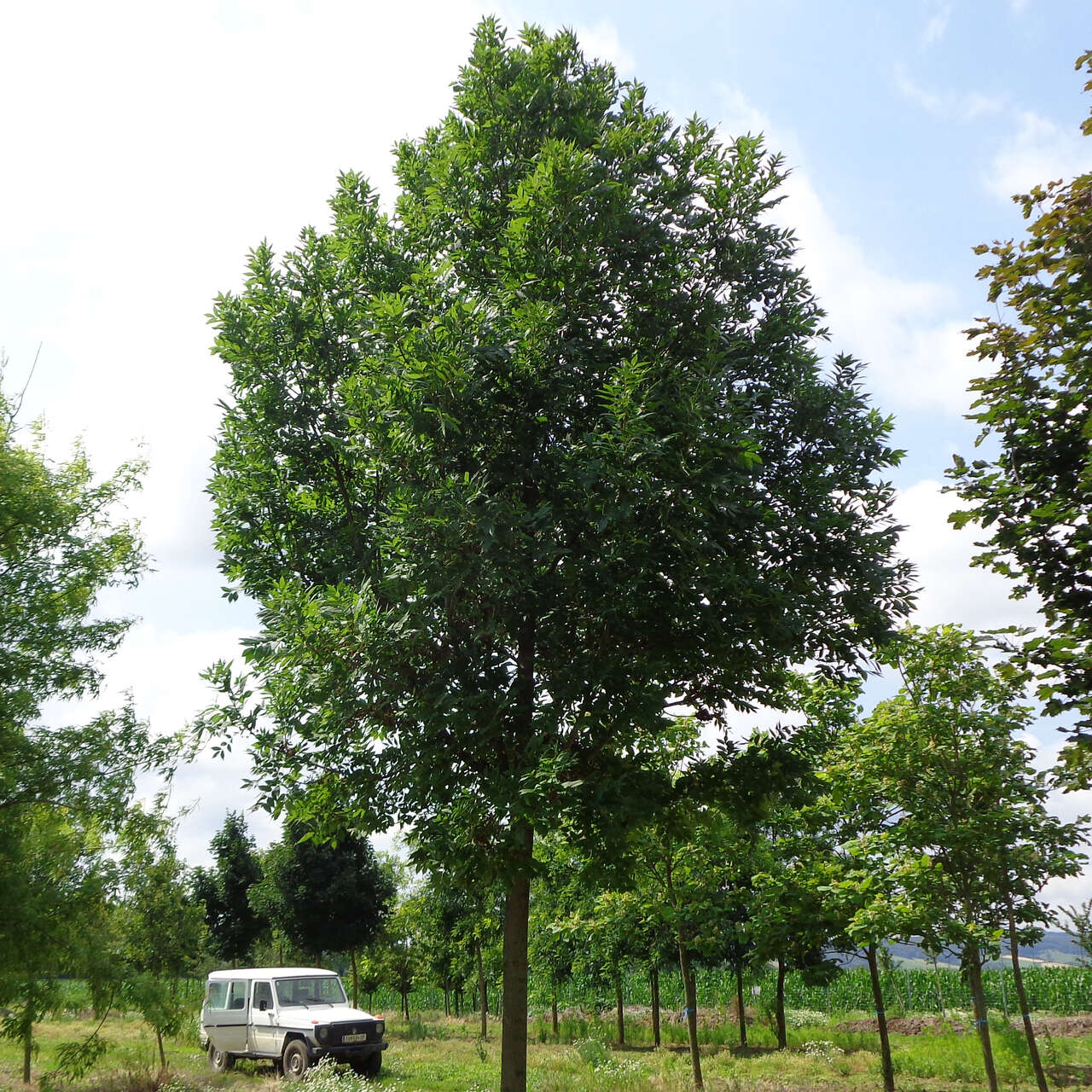 Hohe Esche - Fraxinus excelsior 'Altena' - grün