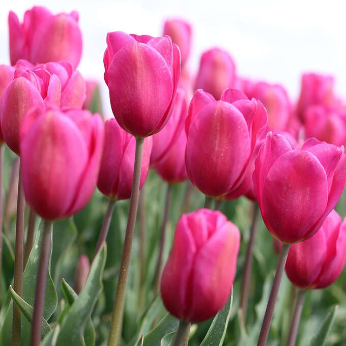 Triumph-Tulpe - Tulpe Lady van Eijk - rosa