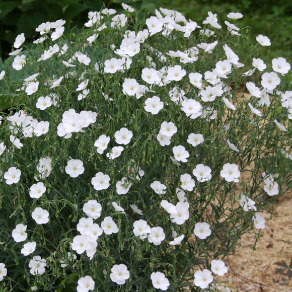 Weißer Lein - Linum perenne 'Album' - weiß