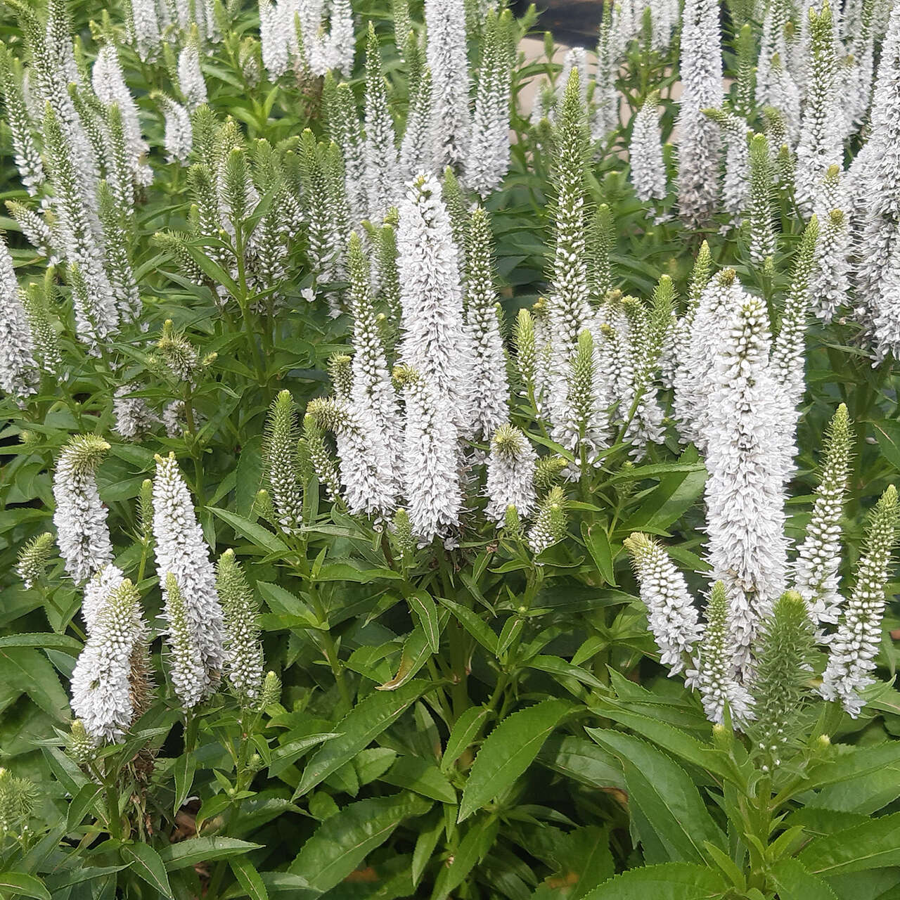 Ehrenpreis - Veronica spicata 'Snow Candles' - weiß