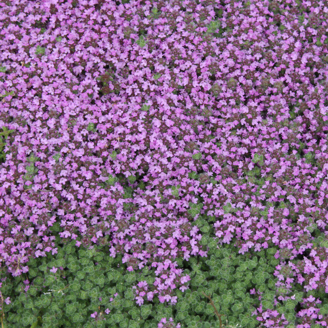 Thymian - Thymus praecox 'Pseudolanuginosus' - rosa