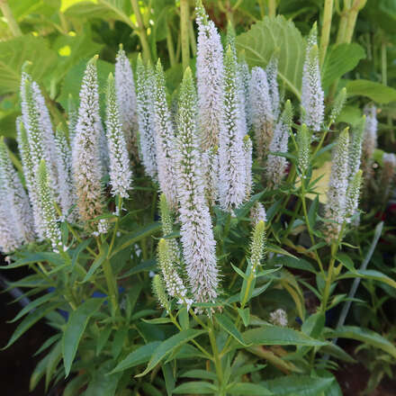 Ehrenpreis - Veronica spicata 'Snow Candles' - weiß