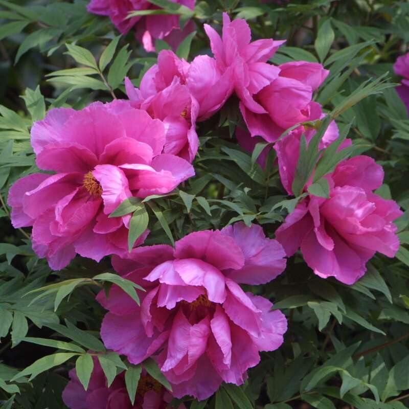 Strauch-Pfingstrose - Paeonia suffruticosa rosa - rosa