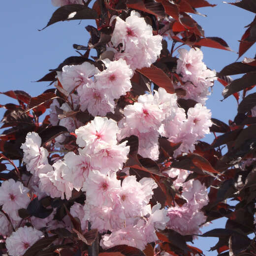 Japanische Blütenkirsche - Prunus serrulata 'Asano' - lila