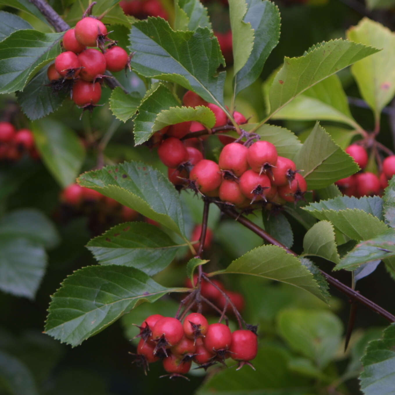 Pflaumendorn - Crataegus persimilis - weiß