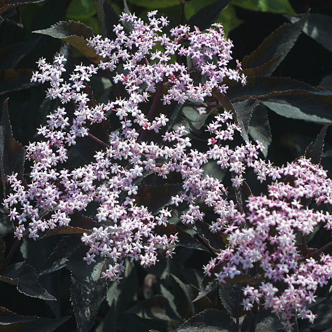 Rotblättriger Holunder - Sambucus nigra 'Black Beauty' - rosa