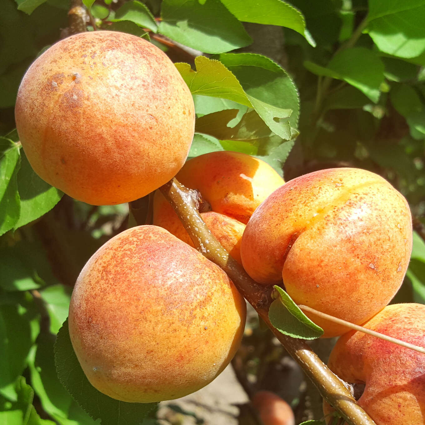Marille - Prunus armeniaca 'Frühe Rosenmarille' - weiß