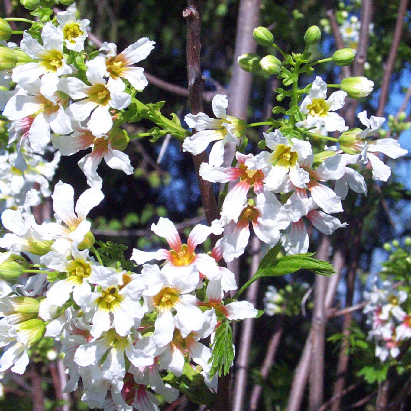 Gelbhornstrauch - Xanthoceras sorbifolium - weiß