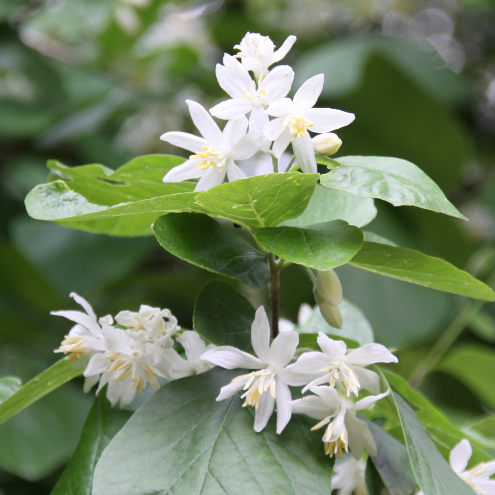 Jacktree - Sinojackia xylocarpa - weiß