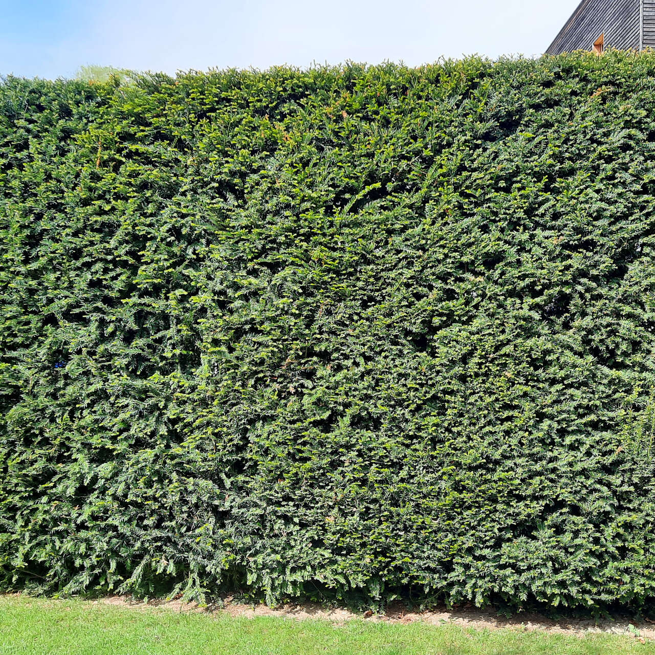 Heimische Eibe - Taxus baccata in Baumschulqualität aus Österreich kaufen