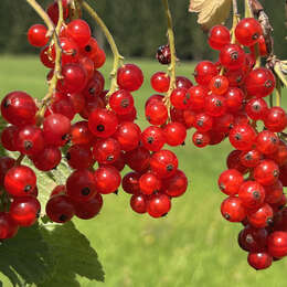 Rote Ribisel - Ribes rubrum 'Rovada' - weiß