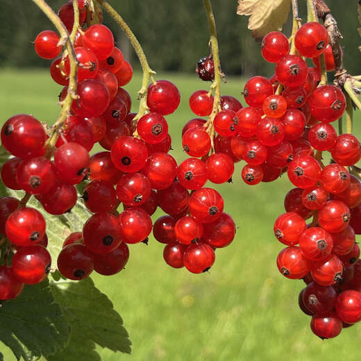 Rote Ribisel - Ribes rubrum 'Rovada' - weiß