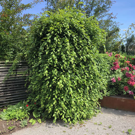 Hainbuche - Carpinus betulus - grün