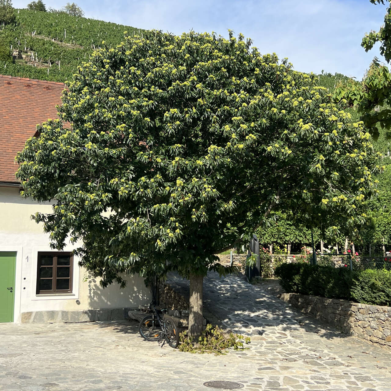 Wunderbar Esskastanie Ecker 1 Bilder