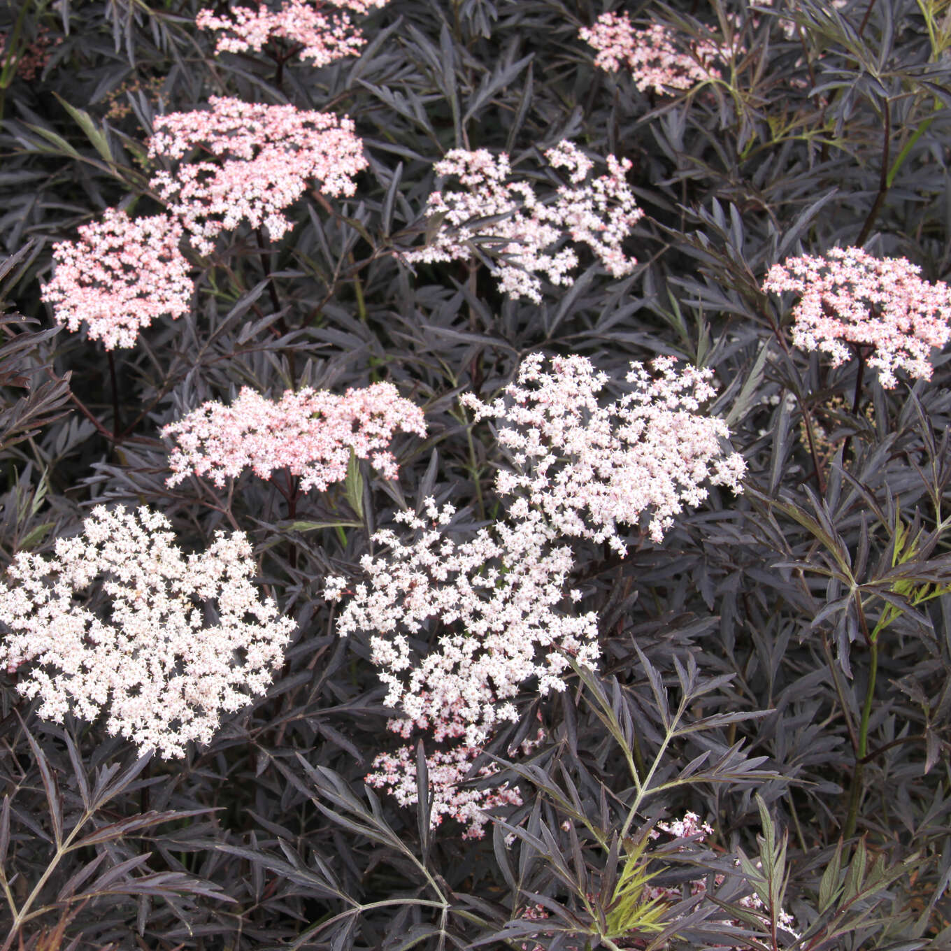 Roter Geschlitztblättriger Holunder - Sambucus nigra 'Black Lace' - rosa