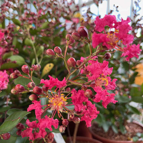 Lagerströmie KÜBELPFLANZE - Lagerstroemia 'Petit Red Imperial' - rot