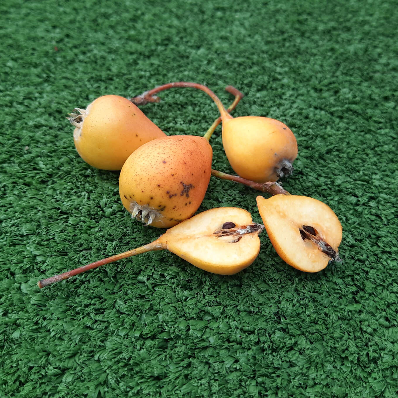 Hagebuttenbirne - Sorbopyrus bollwilleriana - weiß
