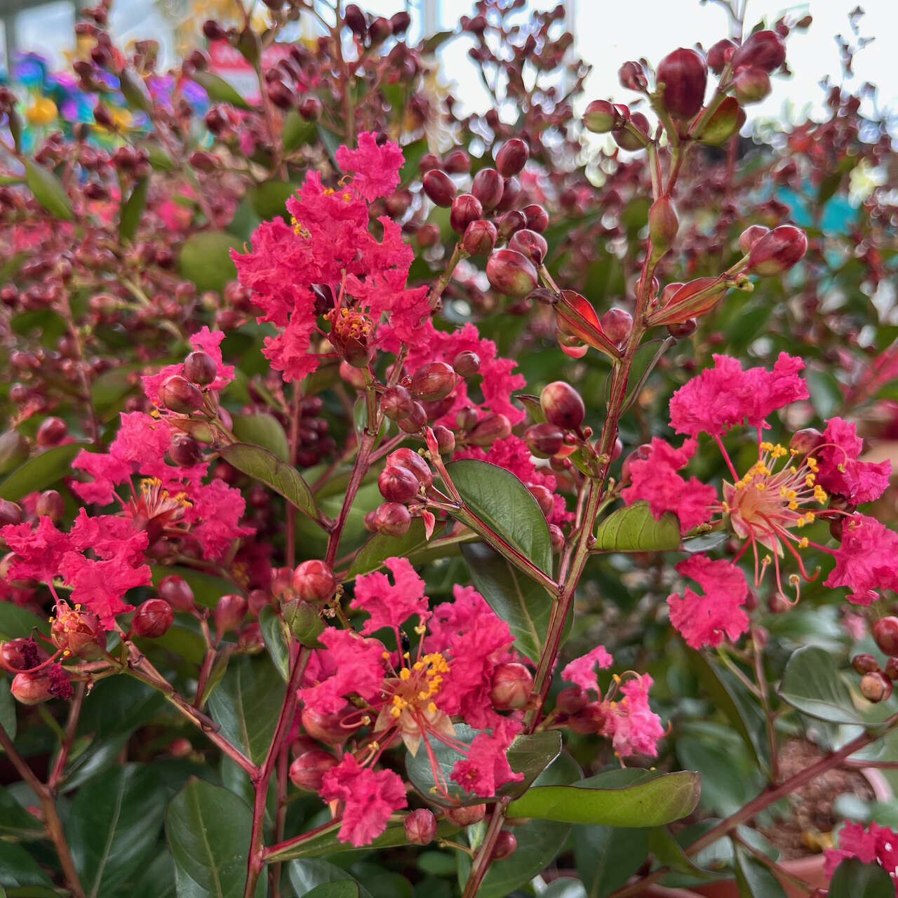 Lagerströmie KÜBELPFLANZE - Lagerstroemia 'Petit Red Imperial' - rot