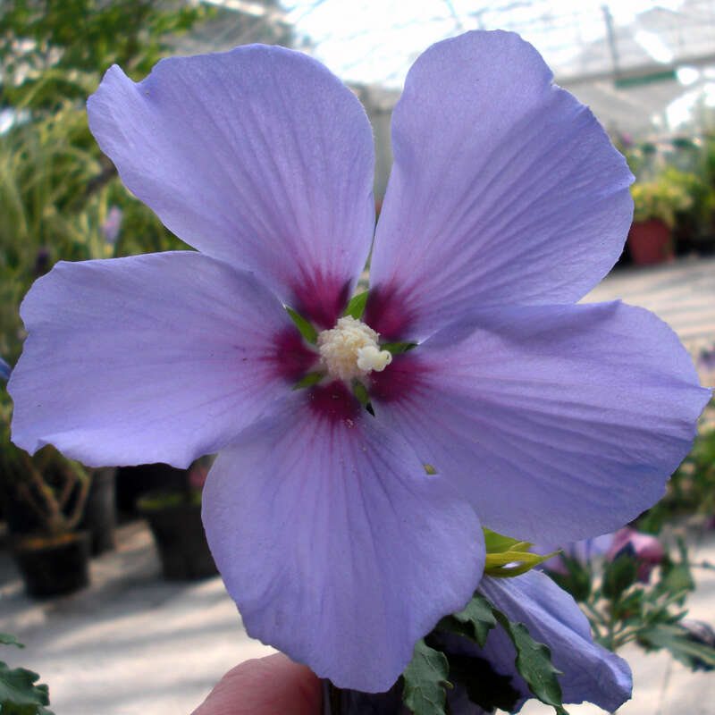 Eibisch - Hibiscus syriacus 'Blue Bird' - blau