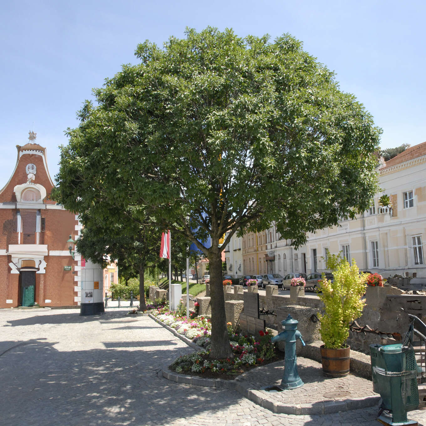 Kugel-Blumenesche - Fraxinus ornus 'Meczek' - weiß