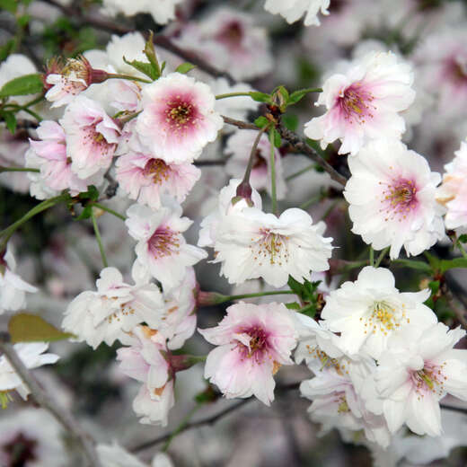 Kurilenkirsche - Prunus nipponica 'Ruby' - rosa