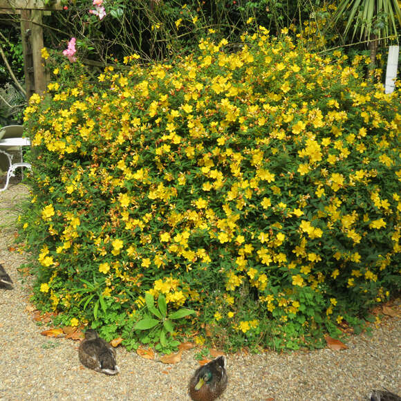 Johannisstrauch - Hypericum inodorum 'Elstead' - gelb