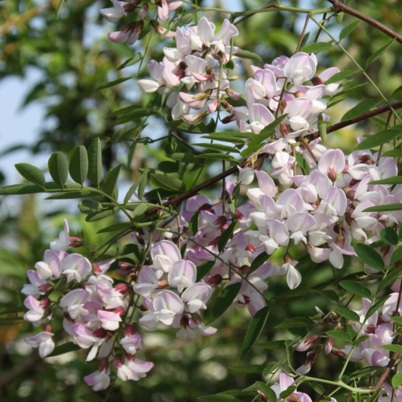 Hohe Rosenakazie - Robinia slavinii 'Hillieri' - lila