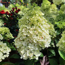 Zwerg-Rispenhortensie - Hydrangea paniculata 'Bobo' - weiß