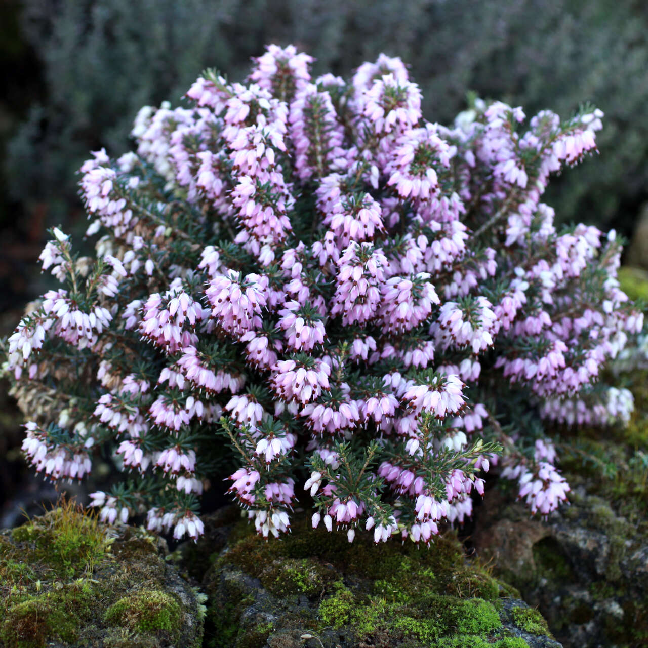 Schneeheide - Erica carnea - hellrosa - rosa