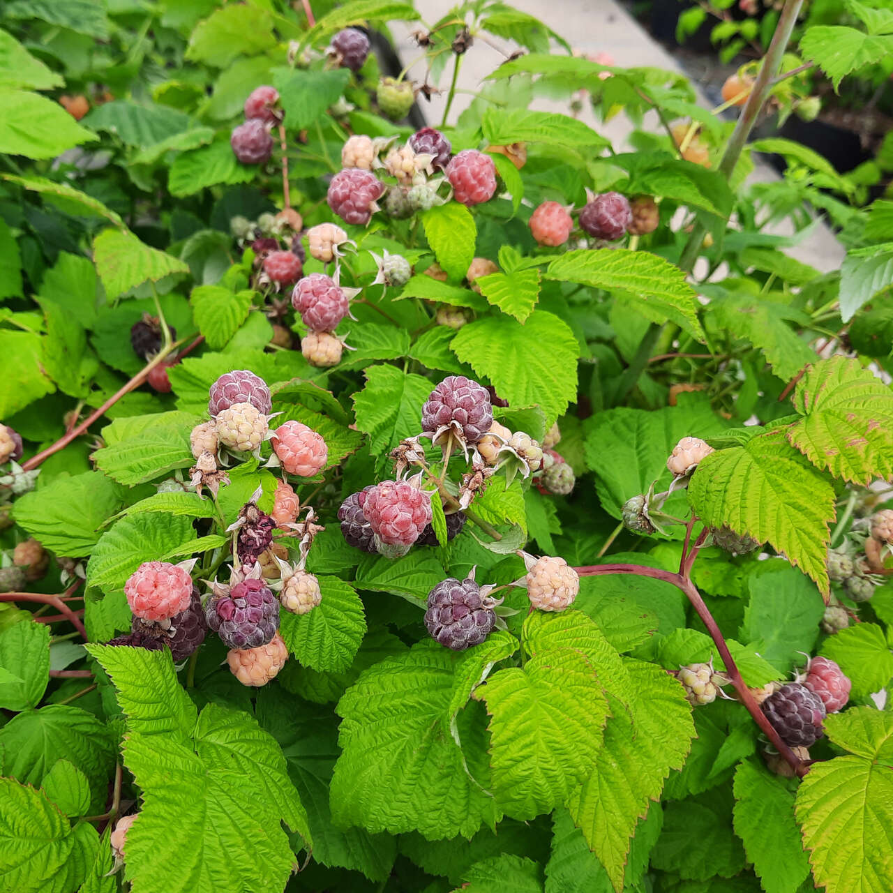 Zwerghimbeere - Rubus idaeus 'Little Sweet Sister' - weiß