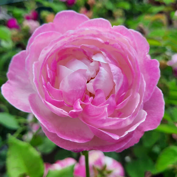 Historische Strauchrose - Rose 'Mme Pierre Oger' - rosa