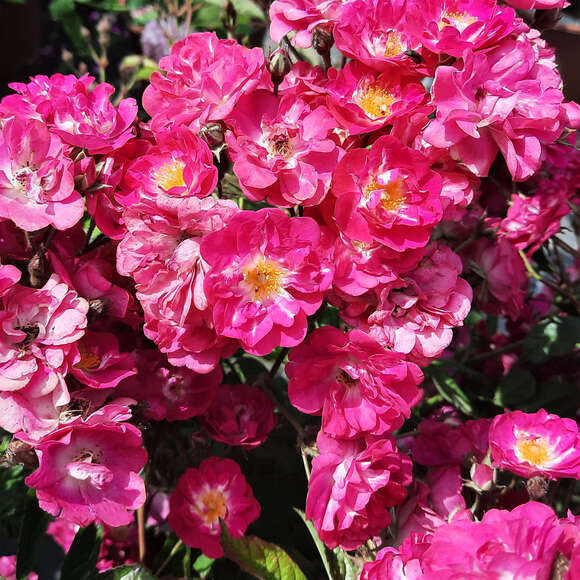 Historische Strauchrose - Rose 'Robin Hood' - rosa