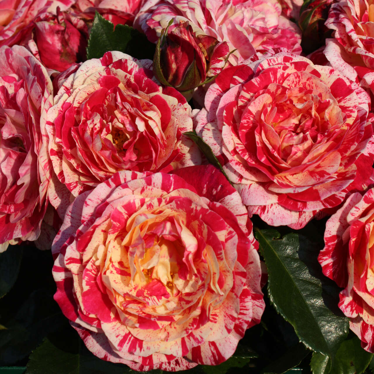 Beetrose - Rose 'Abracadabra' - rosa, mehrfärbig