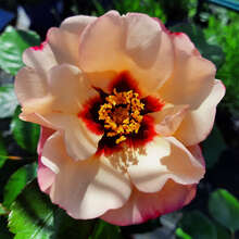 Englische Strauchrose - Rose 'Alissar, Princess of Phoenicia' - mehrfärbig