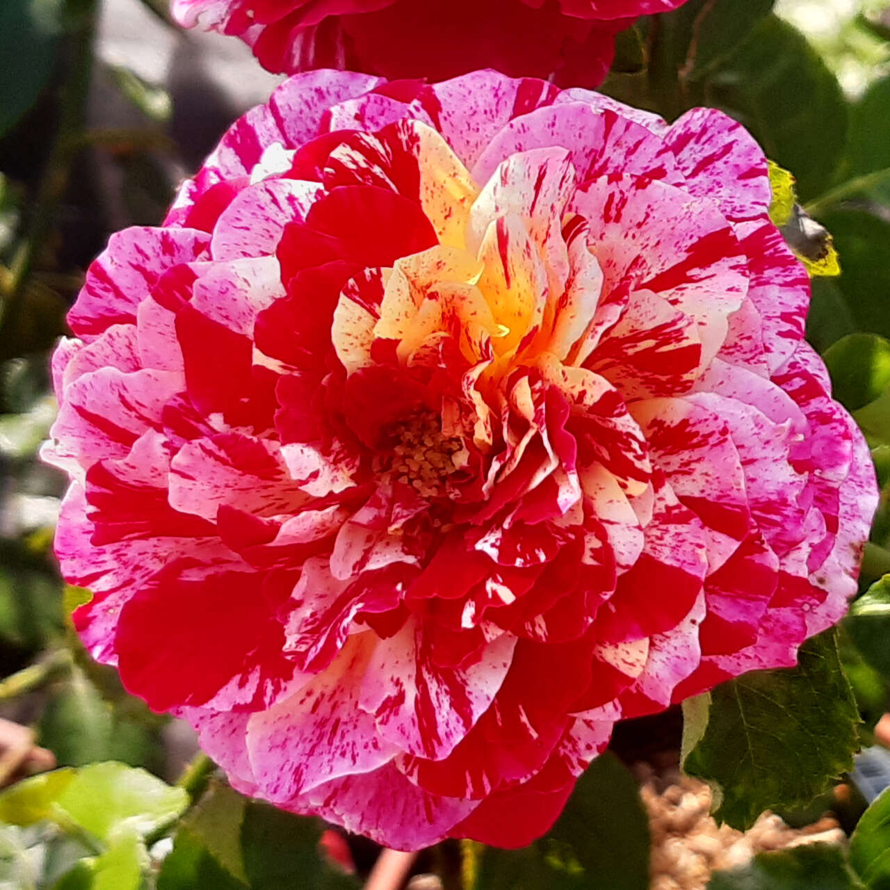 Beetrose - Rose 'Abracadabra' - rosa, mehrfärbig