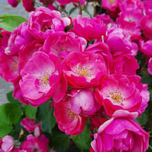 Moderne Strauchrose - Rose 'Angela' - rosa