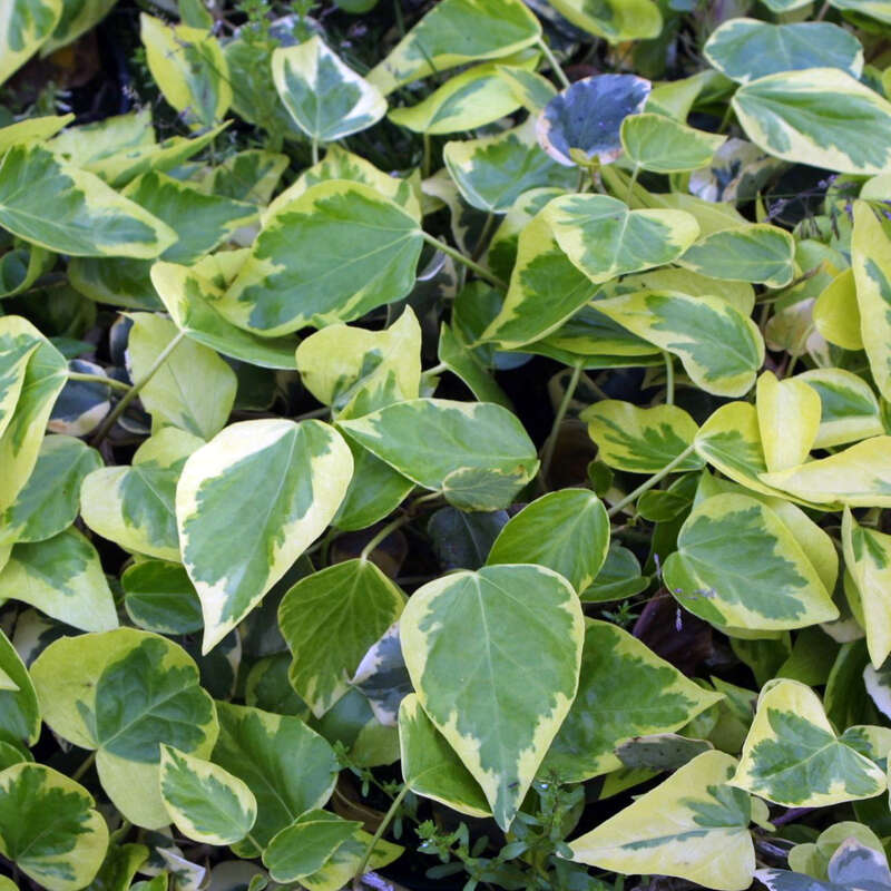 Gelbbunter kolchischer Efeu - Hedera colchica 'Dentata Variegata'